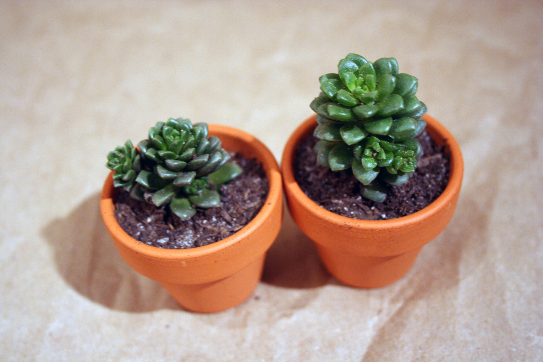 Extra Mini Plant and Pot on Storenvy